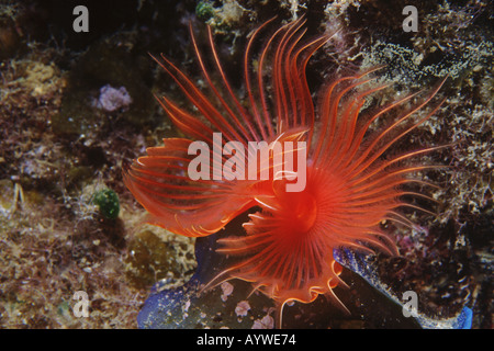 A fan worm with bright red tentacles. The body of the worm always ...