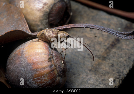 Black Oak Acorn Weevil (Curculio rectus) boring hole in nut Stock Photo ...