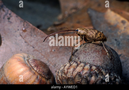 Black Oak Acorn Weevil (Curculio rectus) boring hole in nut Stock Photo ...