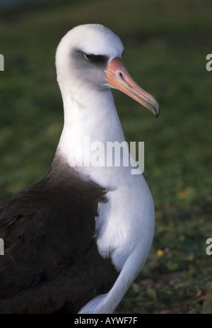Adult Laysan albatross on nest at Kaena Point Oahu Hawaii Vegetation in ...