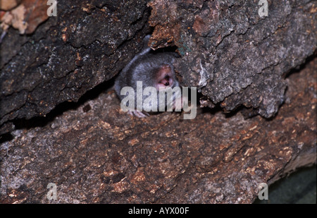 Southern Short-tailed Shrew (Blarina carolinensis Stock Photo - Alamy