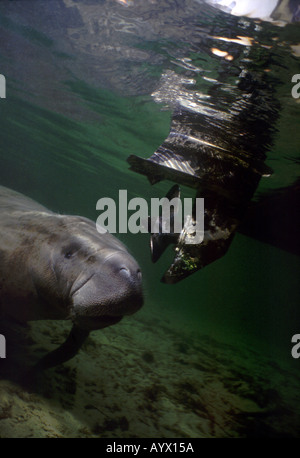 West indian manatee approaching the propeller of outboard engine ...