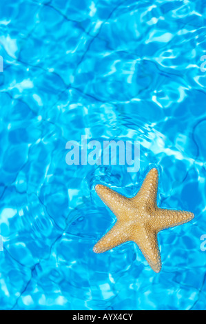 starfish floating on water Stock Photo - Alamy