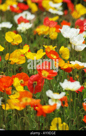 Icelandic poppy arrangement Stock Photo - Alamy