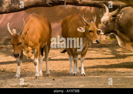 Male and Female Banteng Bos javanicus Stock Photo - Alamy