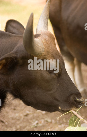 Portrait of Mithun Bos gaurus Frontalis Stock Photo - Alamy