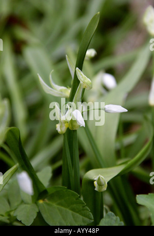 Few-flowered Leek or Few-flowered Garlic, Allium paradoxum, Liliaceae ...