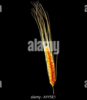 One barley strand Stock Photo - Alamy