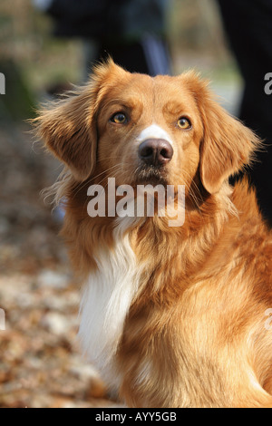 A portrait of a Nova Scotia Duck Tolling Retriever sitting on the park ...