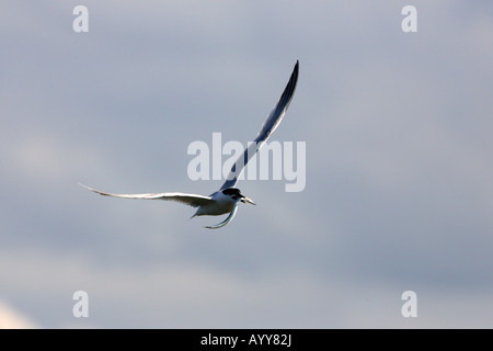 Sandwich tern with sand eel at Colony on North Norfolk Coast Stock ...