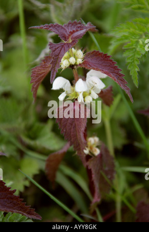 White Dead Nettle - Lamium album Stock Photo - Alamy
