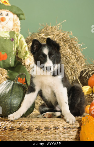 Border collie dog sits between mahonia branches Stock Photo - Alamy