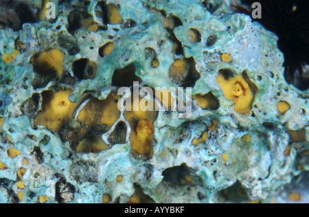 yellow boring sponge, sulfur sponge (Cliona celata Stock Photo - Alamy