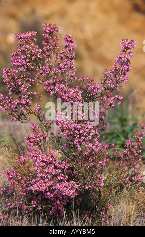 Mediterranean Heath (Erica multiflora), blooming branch Stock Photo - Alamy