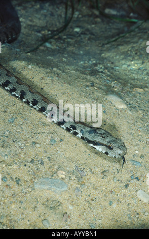 Coastal viper, European coastal viper, Ottoman viper, Near East viper ...