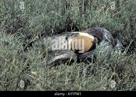 African python, water python, African rock python (Python sebae), feeding on impala, Kenya ...