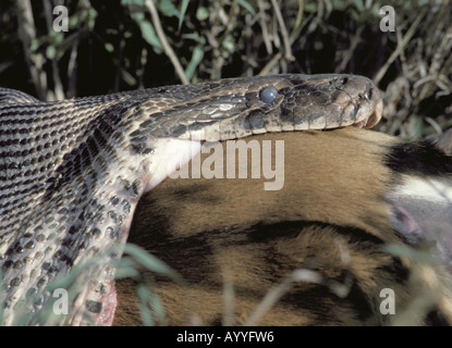 African python, water python, African rock python (Python sebae), feeding on impala, Kenya ...