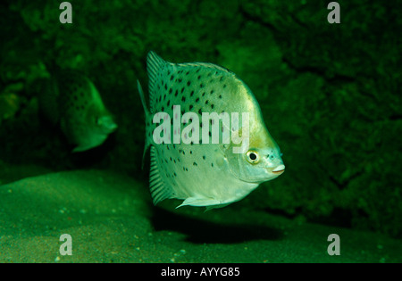 Argus fish scat Scatophagus argus Philippines Stock Photo - Alamy