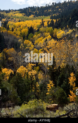 Western Colorado aspen trees changing colors in the fall mixed in with ...
