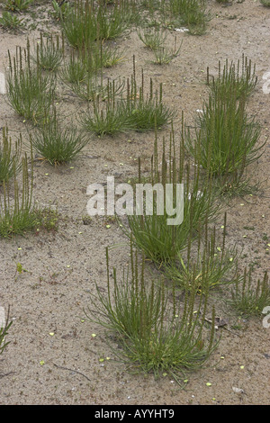 sea arrowgrass, common bog arrow-grass (Triglochin maritimum Stock ...
