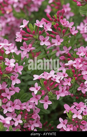 Garland flower (Daphne cneorum) in the garden Stock Photo - Alamy
