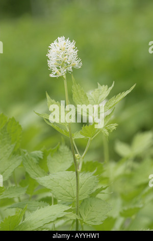 Baneberry, Actaea spicata in flower in limestone woodland Stock Photo ...