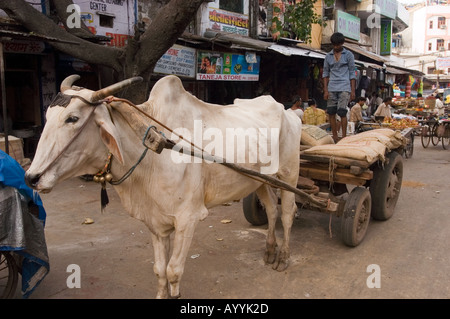 Traditional indian cart with flour hauled by white horned hump ox New ...