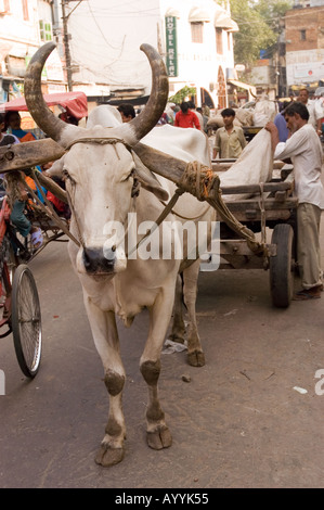 Traditional indian cart with flour hauled by white horned hump ox New ...