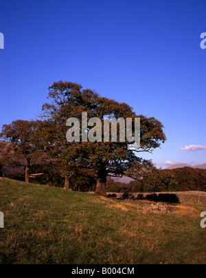 Oak trees by a field bounded and dry stones walls Nether Wasdale Lake ...