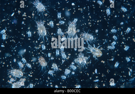 Grain mite Tyrophagus putrescentiae adults on black background Stock ...