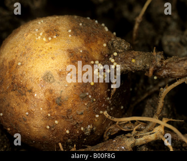 Pale or yellow potato cyst nematode (Heterodera pallida) cysts on a ...