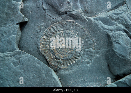 Fossils, ammonite, in rocks at Kilve beach in Somerset Stock Photo - Alamy