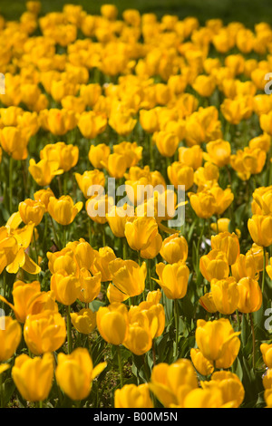 WASHINGTON DC USA Yellow tulips blooming Stock Photo - Alamy