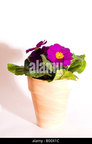 Violet primrose flower in pot with ribbon Stock Photo - Alamy
