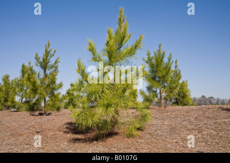 Longleaf Pine Pinus palustris Young saplings Forest Apalachicola ...