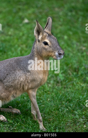 Patagonian Mara (Dolichotis patagonum) sitting amongst grass, side view ...