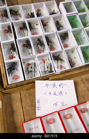 China, Shanghai cricket for sale at the bug market Stock Photo - Alamy