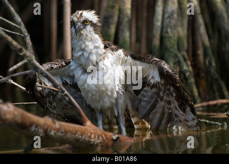 Soaking wet fledgling osprey clings to mangrove trees after falling ...