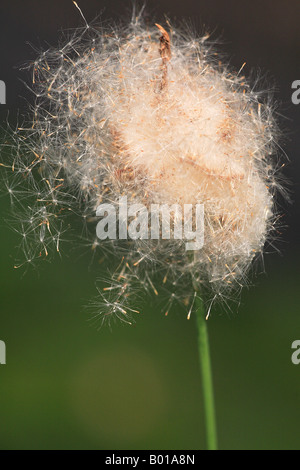Reed flower Surrey England Stock Photo - Alamy