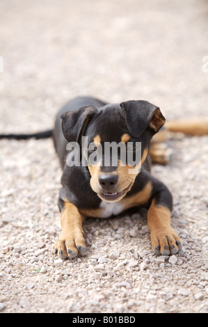 Ratero, Ca Rater Mallorquín, Mallorcan dog race, subform of the Spanish ...