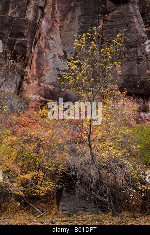 Fall colors along the Virgin River, Zion National Park, Utah Stock ...