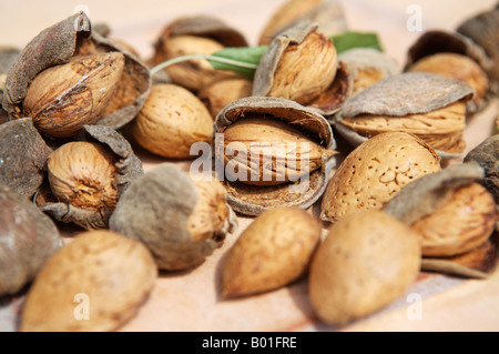 ripe almonds in their infancies, common name: almond, latin name ...
