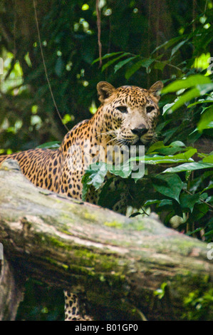 Spotted Leopard in jungle Stock Photo - Alamy
