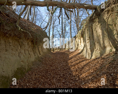 narrow pass defile in forest accumulation of loess Vogtsburg Bickensohl ...
