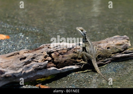 lizard reptile log water bask basking Legavaan in St Lucia lagoon South ...
