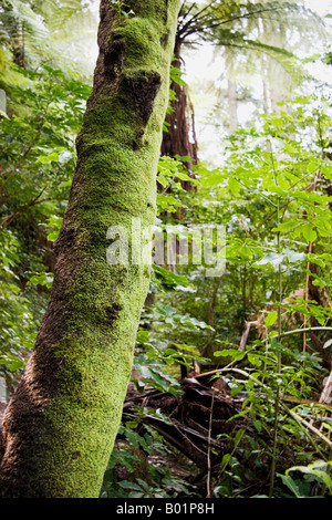 Tree bark with moss New Zealand Stock Photo - Alamy