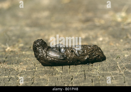 Hedgehog Dropping; UK Stock Photo: 58785805 - Alamy