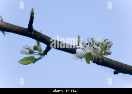Plymouth pear in flower (Pyrus cordata) very rare tree Stock Photo - Alamy