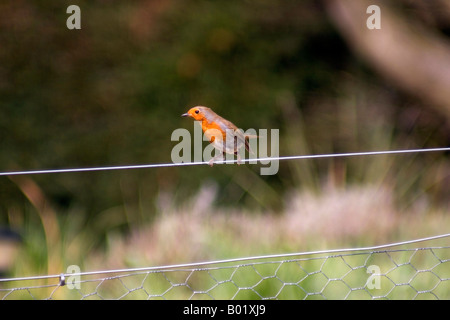 Robin on fence wire (Erithacus rubecula Stock Photo - Alamy