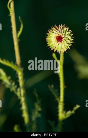 Musk Thistles, or Nodding Thistles, in bloom Stock Photo - Alamy